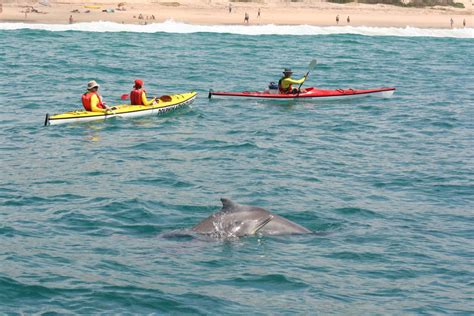 Sea Kayaking With Dolphins 2 Hours Guided Sea Kayaking Tour With