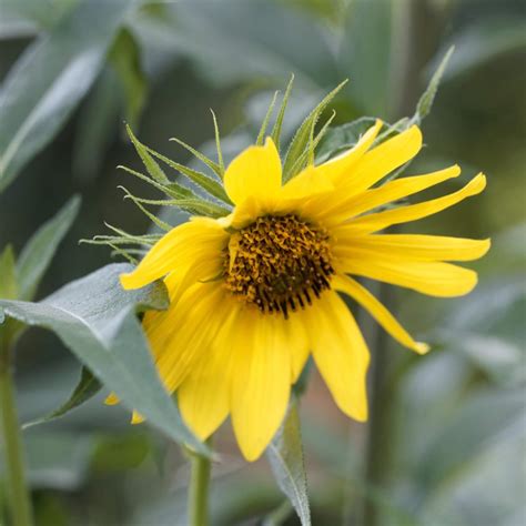 Riesen Sonnenblume Helianthus Giganteus