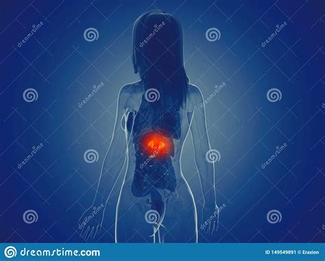 A Womans Adrenal Glands Stock Illustration Illustration Of Biology