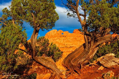Kissing Camels Framed By One Seed Juniper Garden Of The Gods