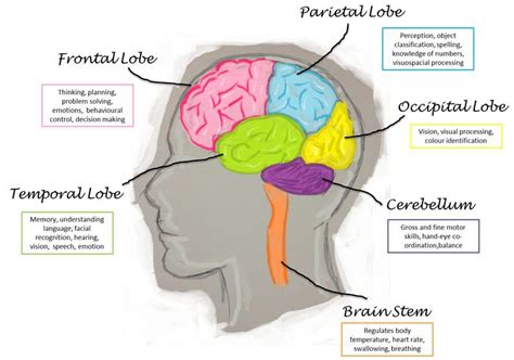 Image Result For Brain Lobes And Functions Brain Lobes And Functions