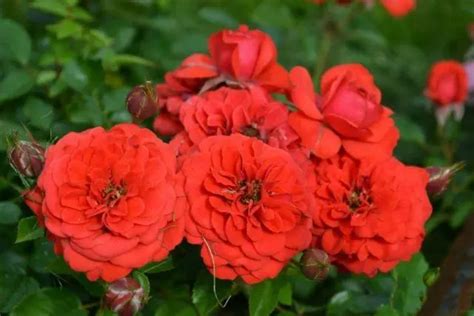 The Best Varieties Of Red Roses With Photos And Names Healthy Food