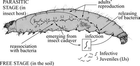 Life Cycle Of Steinernema Xenorhabdus Symbioses Drawing Kindly