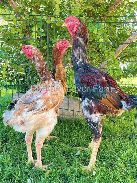Indio Gigante Chicks For Sale Feather Lover Farms
