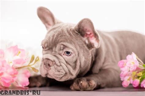 Щенки французского бульдога питомника Grandbis Питомник французских бульдогов Grandbis