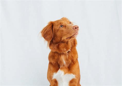 Dog Skin Symptoms Allergy Or Atopy