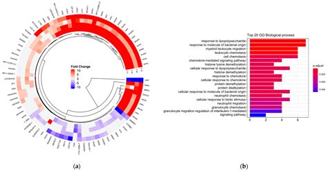 Conversion Of M1 Macrophages To Foam Cells Transcriptome Differences