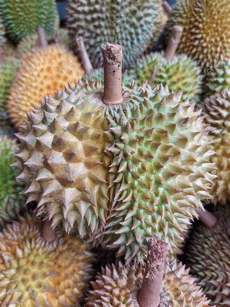 Durio Zibethinus Itis The Most Common Treespeciesin ThegenusDuriothat