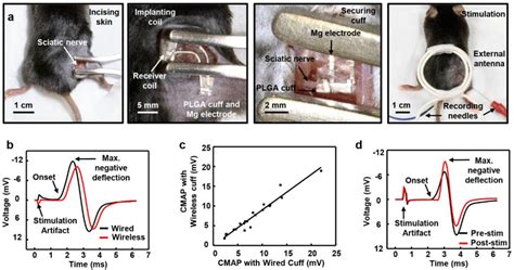Advanced Materials In Wireless Implantable Electrical Stimulators That