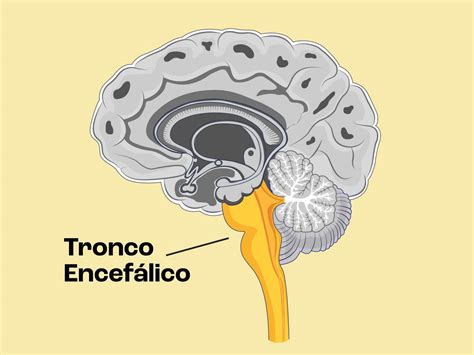 Tronco Encefálico O Que é Estrutura Funções E Nervos Toda Matéria