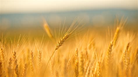 Crop Progress Winter Wheat Harvest Nears End Cropwatch Nebraska