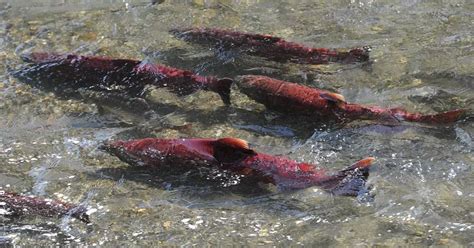 Bycatch Trawler Bycatch Debate Heats Up After Alaska Records Dismal