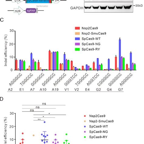 Comparison Of Indel Efficiency Between Nsp2cas9 Nsp2 Smucas9 And