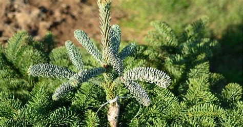 Osu Christmas Tree Program Technician Continues Legacy Of Tree