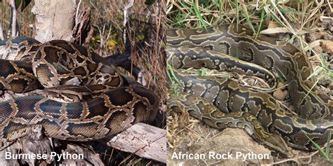 African Rock Python Florida Snake Id Guide