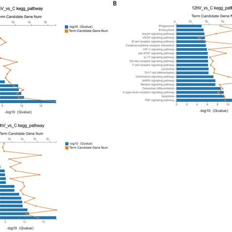 Ae inhibits the NF κB signaling pathway activated by ASFV infection