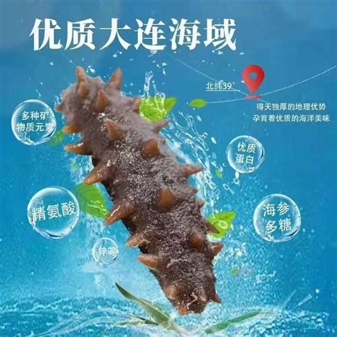海参对人体的重要性和食用注意事项 知乎
