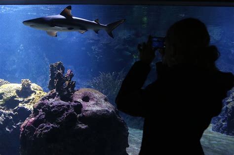 Two Thirds Of Reef Sharks And Rays Risk Extinction Study Abs Cbn News