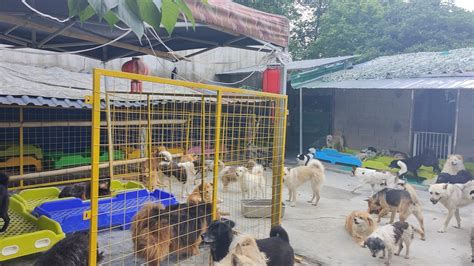 善园网 流浪粮仓 灵子流浪狗救助小院求助