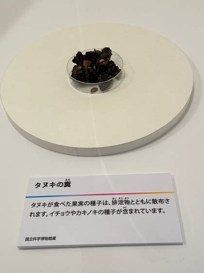 毒を使った果実の散布戦略カキノキウメライチ 毒に耐えるキョウチクトウVSキョウチクトウスズメコアラVSユーカリラーテルVS