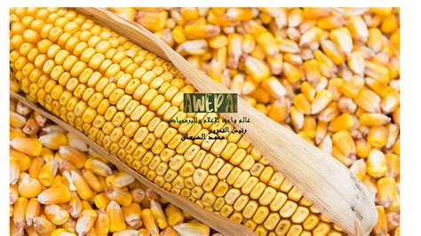 سعر طن الذرة الصفراء اليوم الأحد 21 04 2024