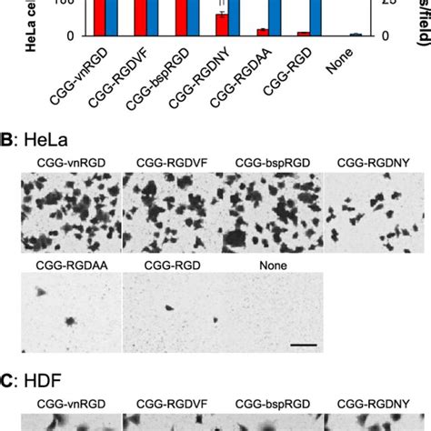 Cell Adhesion Activity Of Rgd Containing Peptides Peptides Were