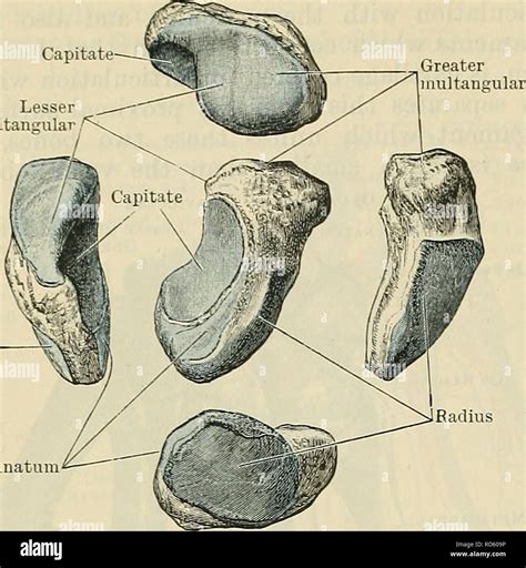 Cunningham S Text Book Of Anatomy Anatomy 220 Osteology Capitate