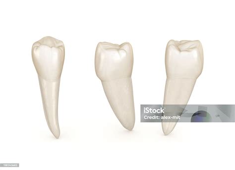치과 해부학 하악 성 소구치 치아 의학적으로 정확한 치과 3d 일러스트레이션 구강에 대한 스톡 사진 및 기타 이미지 구강