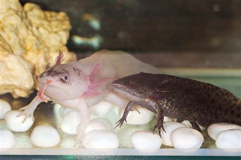 Axolotl Sexing How To Determine An Axolotls Gender