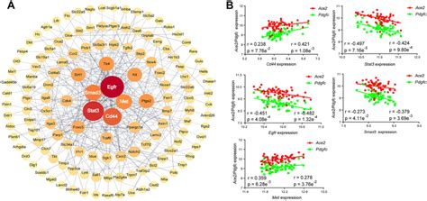 Ace2 And Pdgfc Co Expressed Genes Involve In The Regulation Of Renal