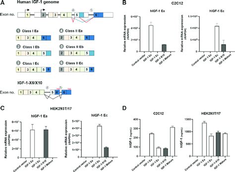 Construction Of The Genomic Cdna Hybrid Sequence Of The Human Igf 1