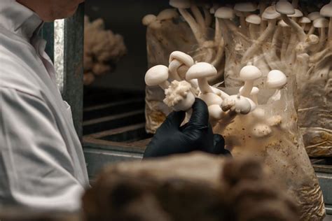 Edible Fungus Creates Liquid Resistant Coating For Paper And Textiles