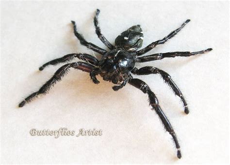 Real Jumping Spider From Indonesia Museum Quality Framed In Shadowbox