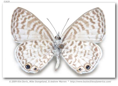 Leptotes Cassius Cassidula Pinned Specimens