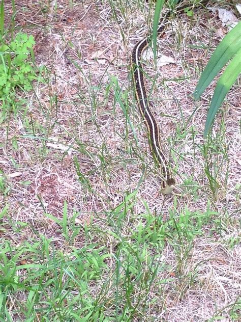 Just Peed In The Woods And Was Zipping Up Looked Down And This Is What