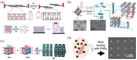 Dna Based Gold Nanoparticle Assemblies From Structure Constructions To