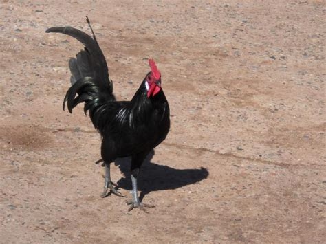 This Rooster Is Aggressive Backyard Chickens Learn How To Raise