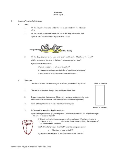 Cardiac Cycle Worksheet PDF Ventricle Heart Heart Worksheets