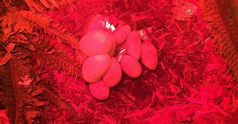 Parthenogenesis Album On Imgur