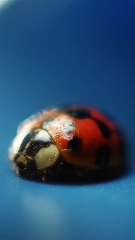 배경 화면 무당 벌레 클로즈업 파란색 배경 2560x1600 그림 이미지