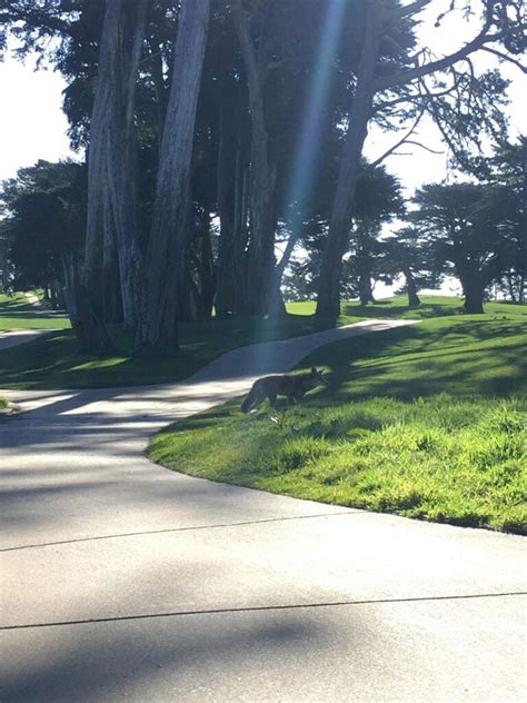 San Francisco Coyotes Mammalian Ecology And Conservation Unit