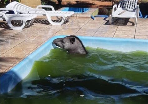 PMA Capturou Animais Silvestres Nos Centros Urbanos Em