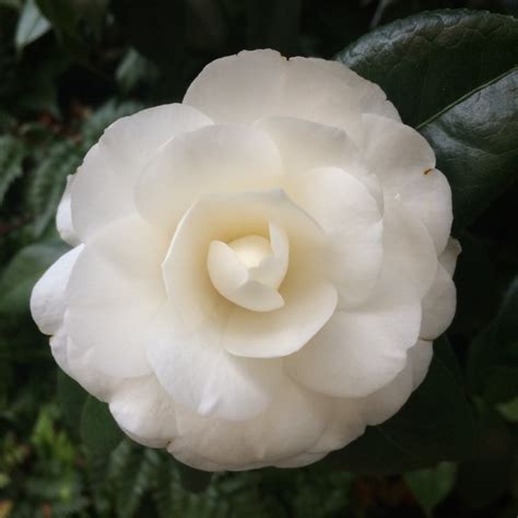 Camellia Japonica White By The Gate Camellia White By The Gate
