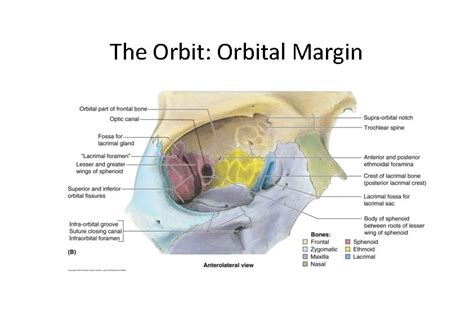 The Orbit Orbital Contents And Cranial Nerves Iii