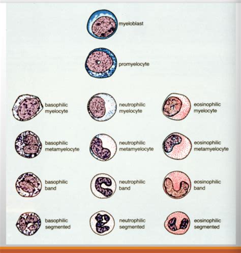WBC And Their Disorders Flashcards Quizlet