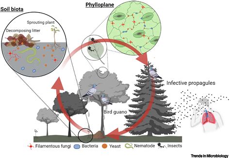 Cryptococcus Neoformans Plantmicrobe Interactions And Ecology Trends