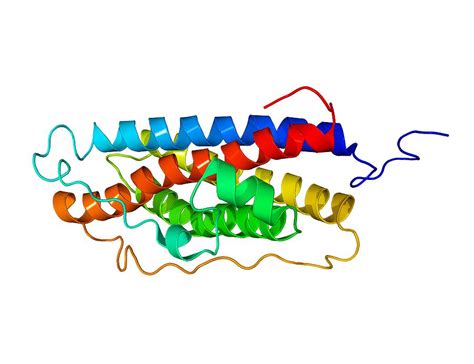 Prolactin Hormone Molecule Photograph By Science Photo Library Fine