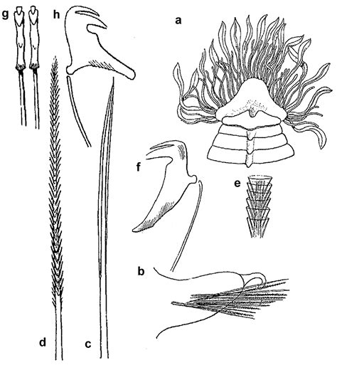 Polycirrus Mexicanus Plazi Treatmentbank
