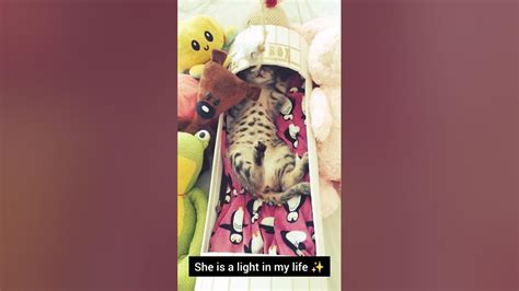 My Kitty Loves Her Bed 🥰catgirl Funnycat Catlover Trend Trump