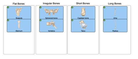 Bio 201 Chapter 7 Bone Tissue Worksheet Set Flashcards Quizlet